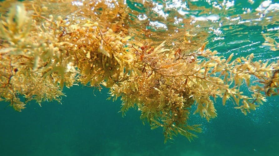 ¿Qué es y de dónde viene el sargazo? – Soy Playense