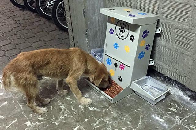 Come Dog, el proyecto que alimentará a los perros callejeros » Soy Playense