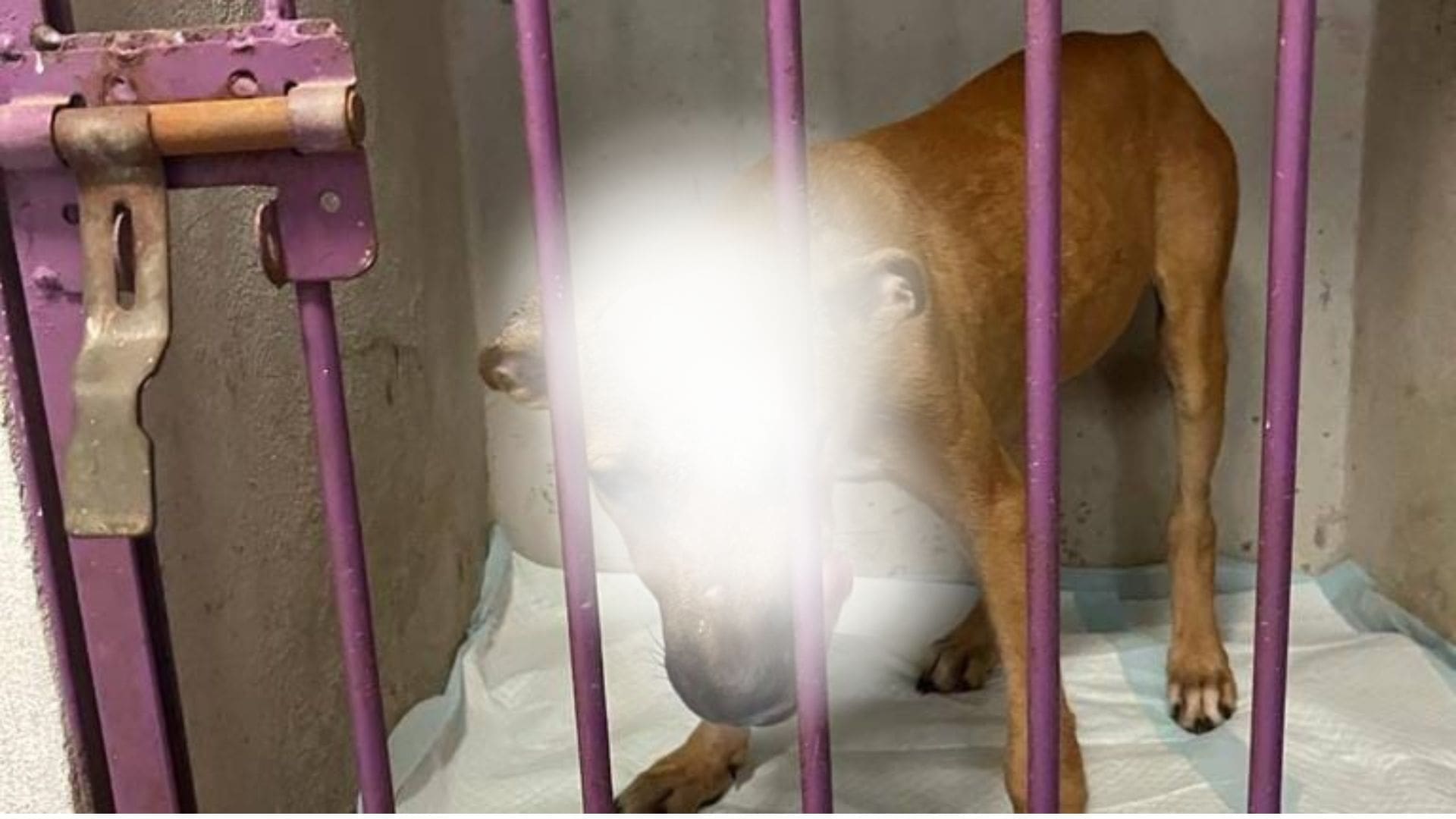 Nuevo caso de maltrato animal en Playa del Carmen; un perrito fue ...