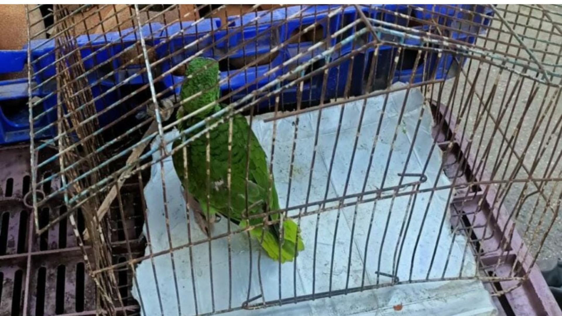 Piden denunciar la venta de animales exóticos ante las autoridades, no ...